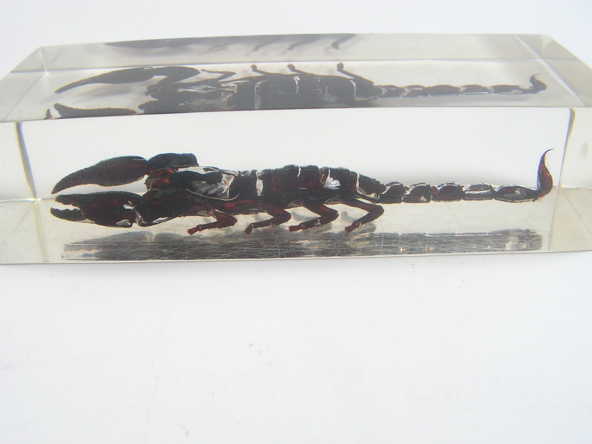 Vintage Real Black Scorpion, Scorpion Paperweight, Black Insect Cast in ...