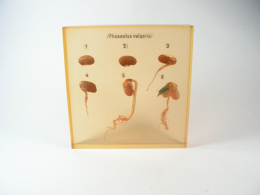 Botanical School Model, Botany Study Model Resin, Seed Germination ...