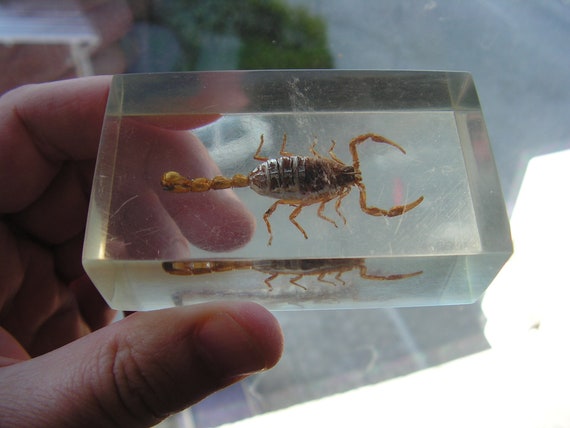 Home Décor Entomology Scorpion paperweight Insects cast in clear resin ...