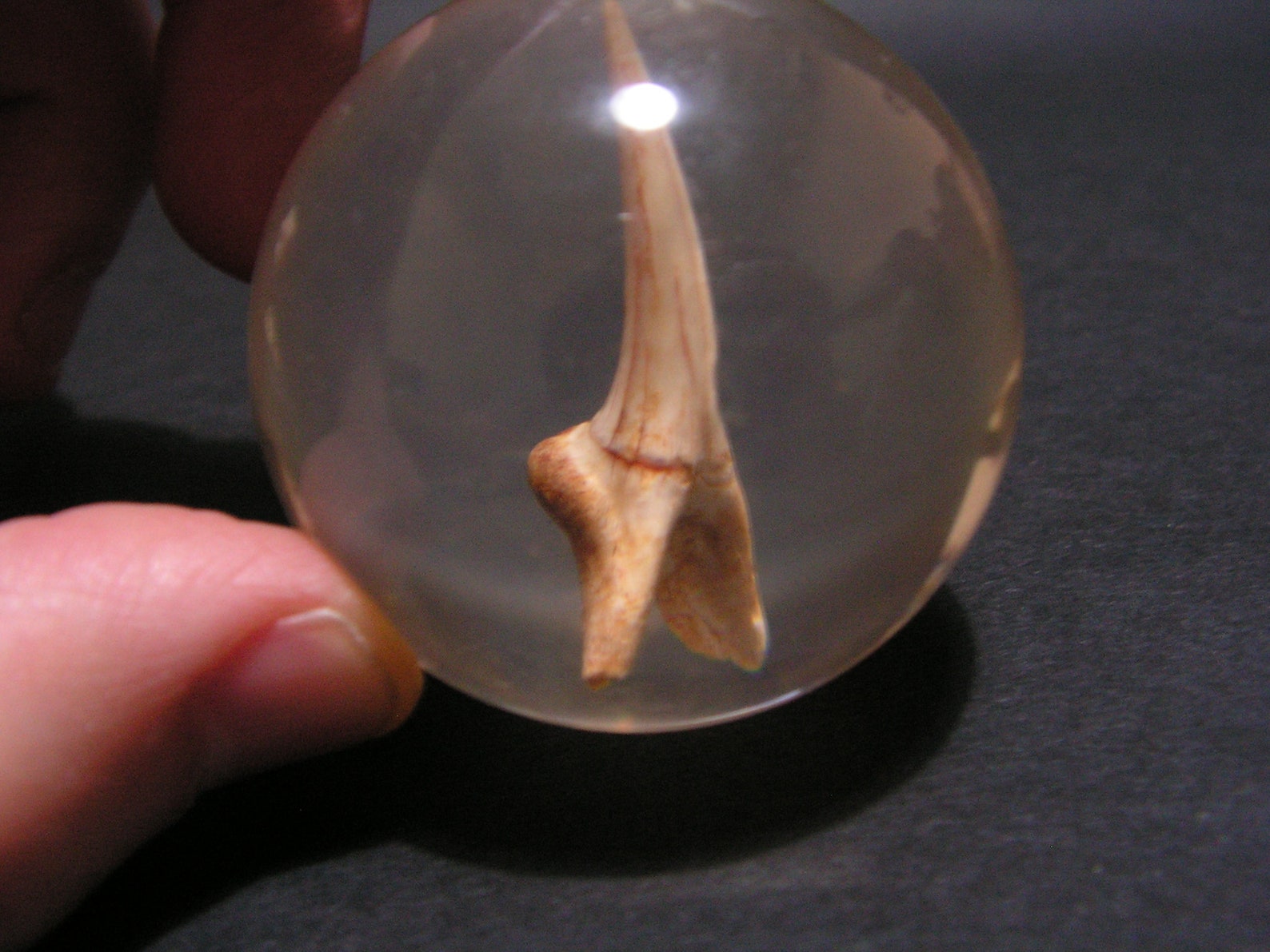 Vintage Real Tooth Predator, Tooth Sphere Resin, Tooth Cast in Clear ...