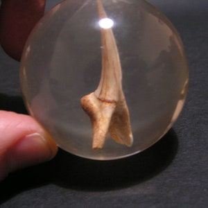 Vintage Real Tooth Predator, Tooth Sphere Resin, Tooth Cast in Clear ...