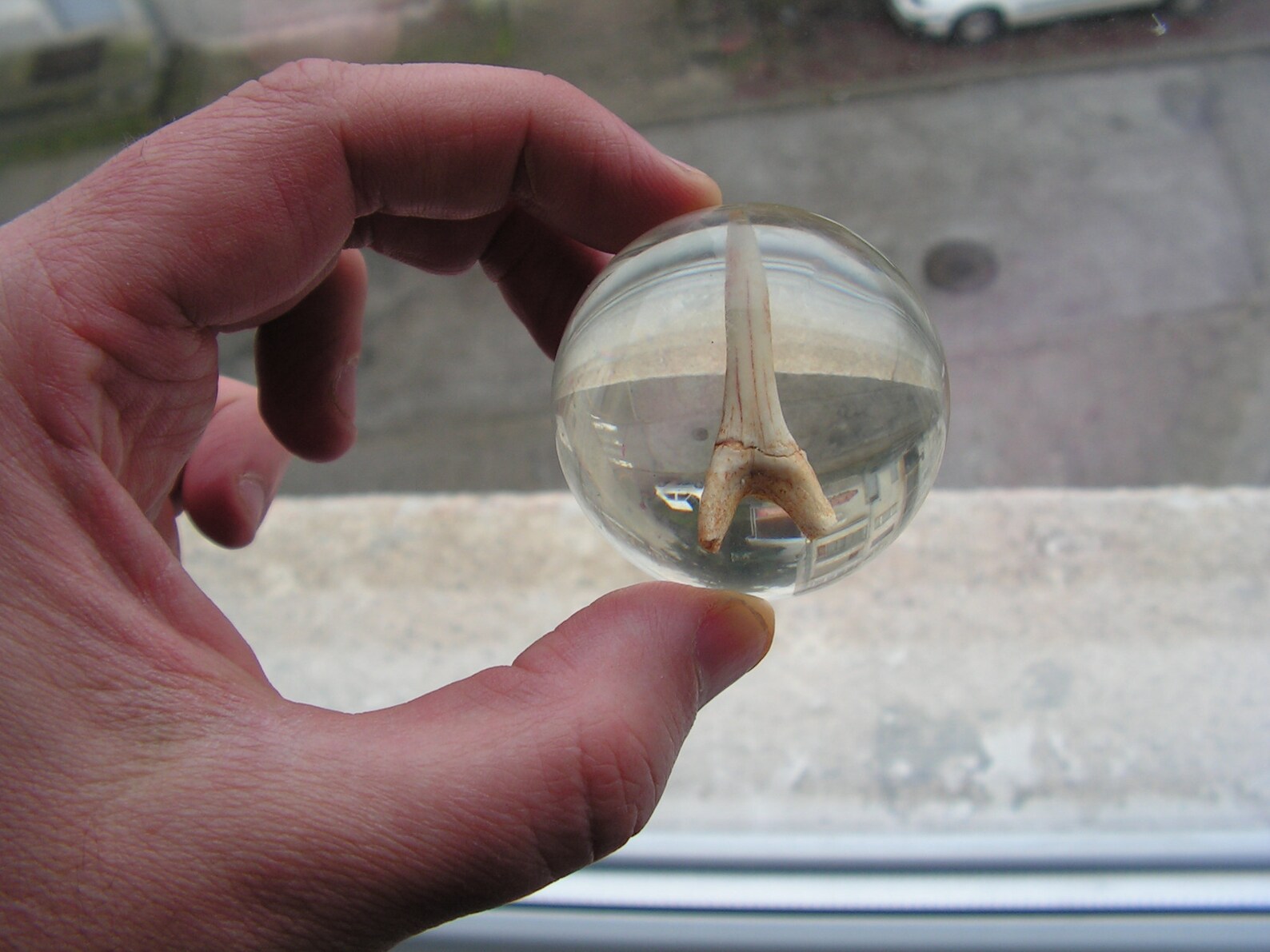 Vintage Real Tooth Predator, Tooth Sphere Resin, Tooth Cast in Clear ...