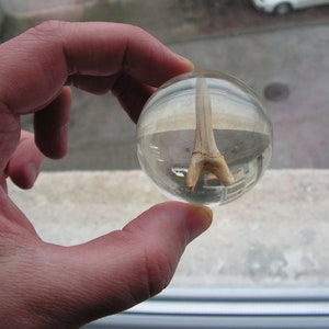 Vintage Real Tooth Predator, Tooth Sphere Resin, Tooth Cast in Clear ...