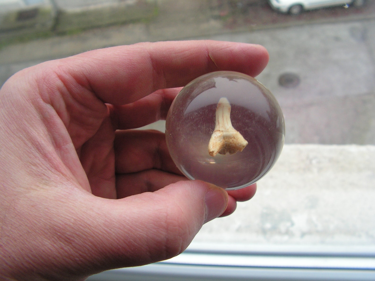 Vintage Real Tooth Predator, Tooth Sphere Resin, Tooth Cast in Clear ...