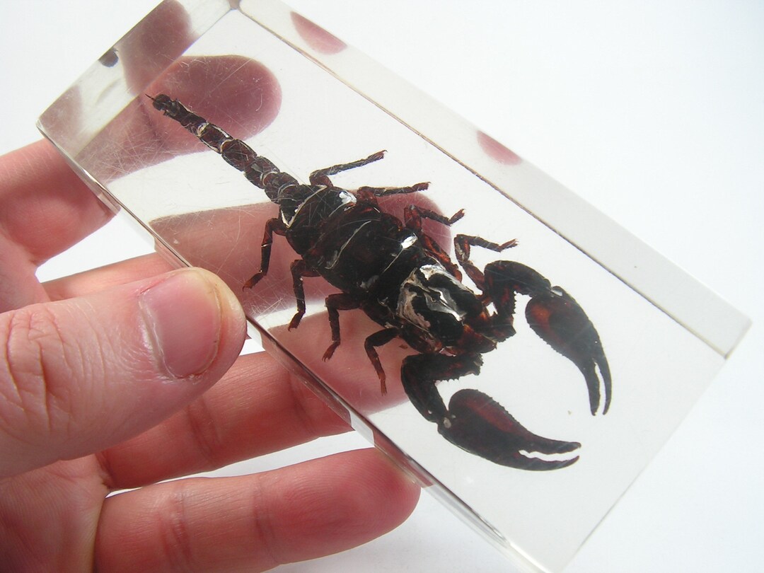 Vintage Real Black Scorpion, Scorpion Paperweight, Black Insect Cast in ...