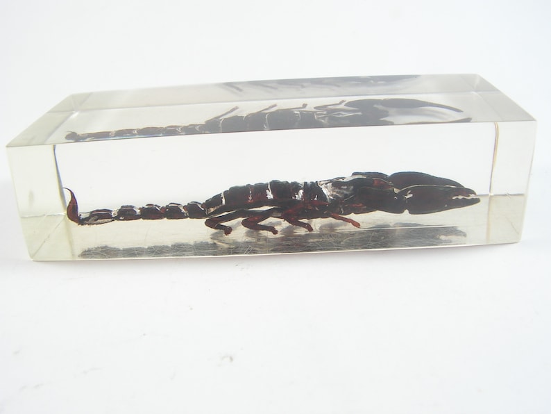 Vintage Real Black Scorpion, Scorpion Paperweight, Black Insect Cast in ...