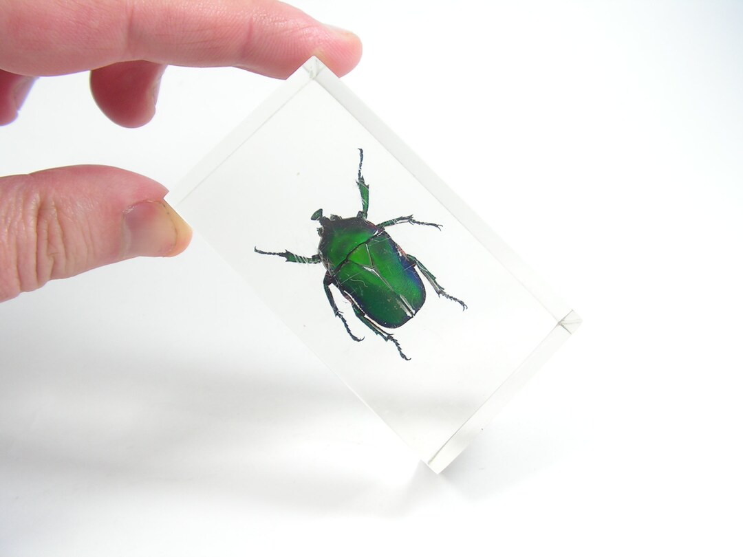 Vintage Real Beetle, Green Beetle Paperweight, Beetle Resin, Insects ...