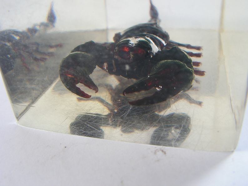 Vintage Real Black Scorpion, Scorpion Paperweight, Black Insect Cast in ...