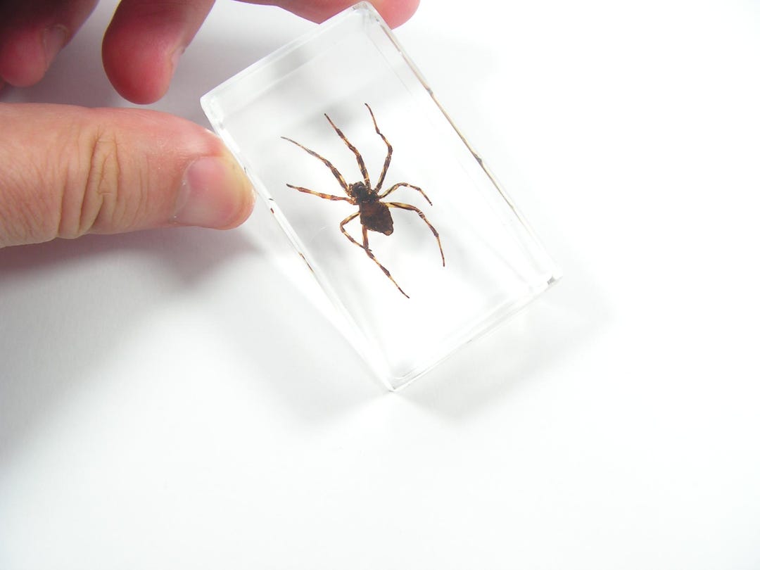Vintage Brown Real Spider, Spider Medium Size Paperweight, Insects Cast ...