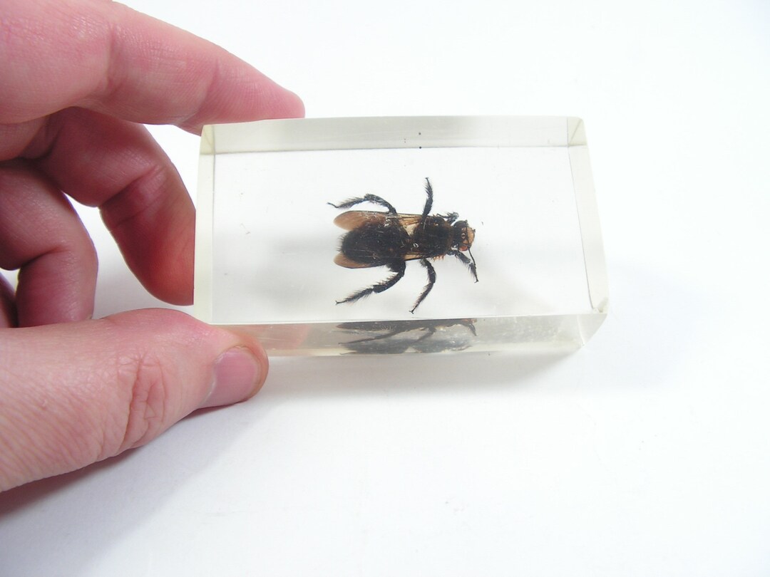 Vintage Real Bumble Bee, Bee Paperweight, Bee Resin Rectangular Cube ...