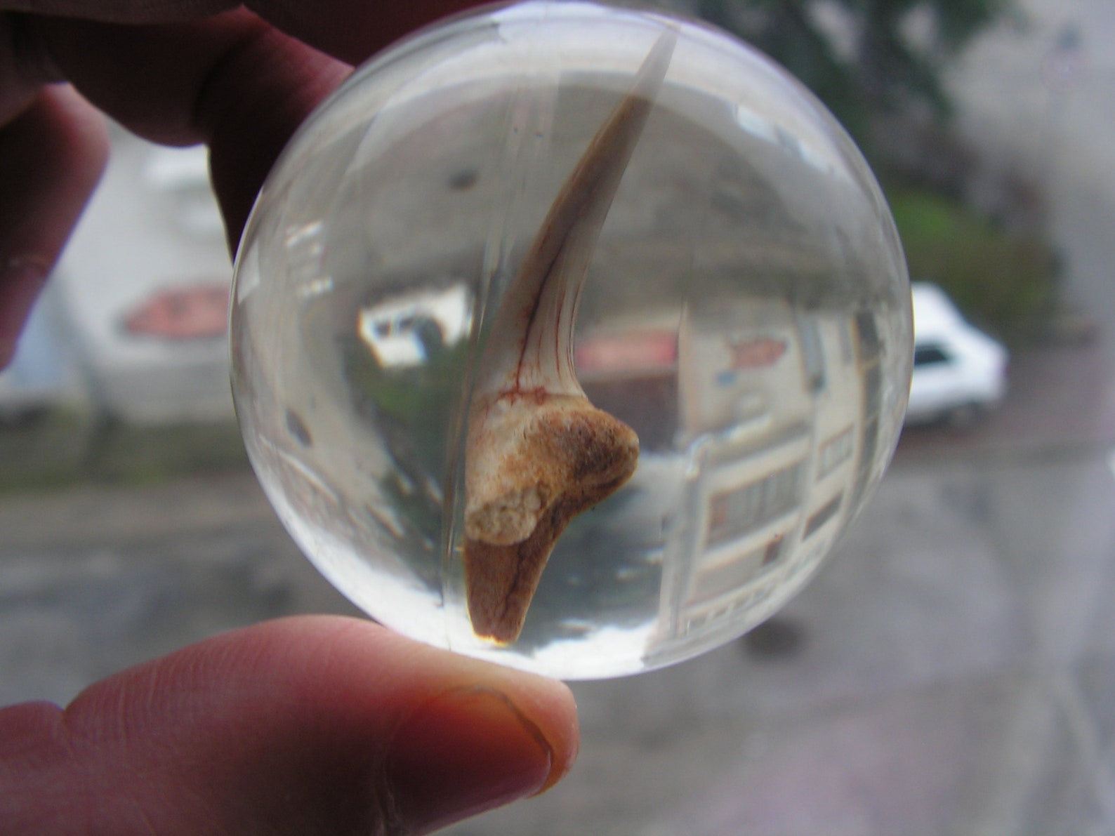 Vintage Real Tooth Predator, Tooth Sphere Resin, Tooth Cast in Clear ...