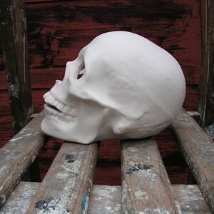 Human Gypsum Skull, Ceramics Skull, Head Man, Plaster Skull, Bone Skull ...