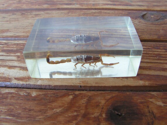 Home Décor Entomology Scorpion paperweight Insects cast in clear resin ...