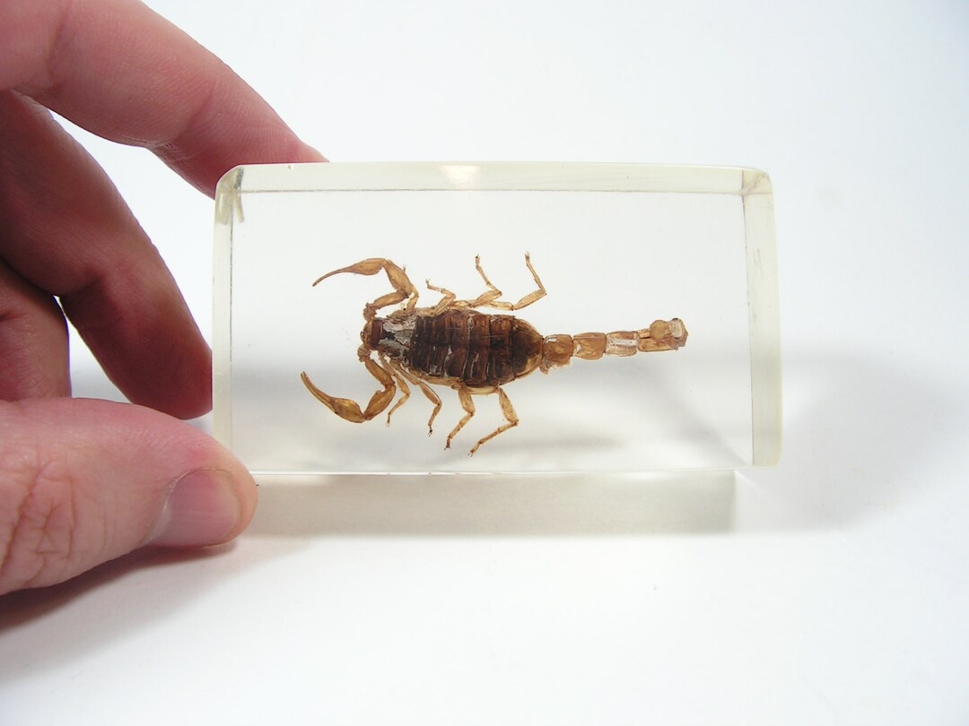 Vintage Real Scorpion, Scorpion Paperweight, Insects Cast in Clear ...