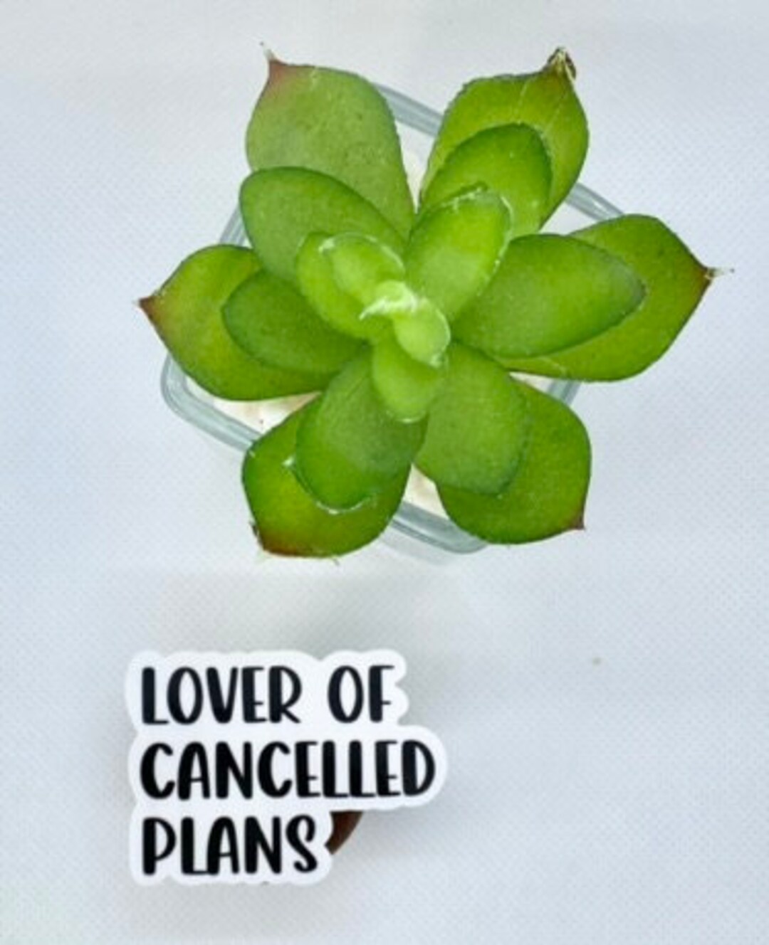 Lover of Canceled Plansfunny Sticker Water Bottle Sticker Laptop ...