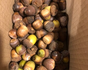 Large acorns | Etsy