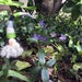 12 Gnome | Seahawks Gnome | Norwegian Tomte | Swedish Nisse ...