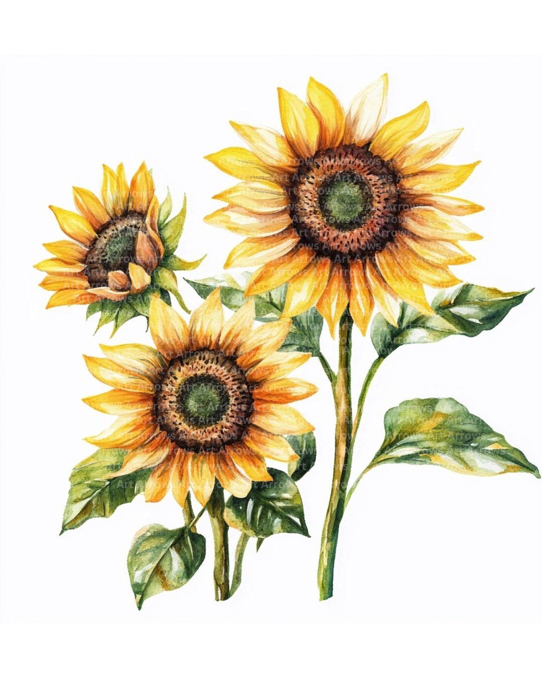 5 Sunflowers, Sunflower, Printable Watercolor Clipart, Digital Download, Junk Journals ...