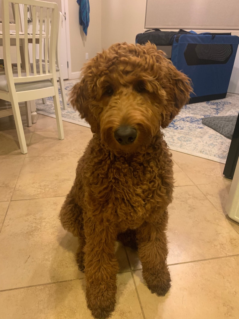 Custom Cake Topper With Dog Golden Doodle I Doo Too Custom - Etsy