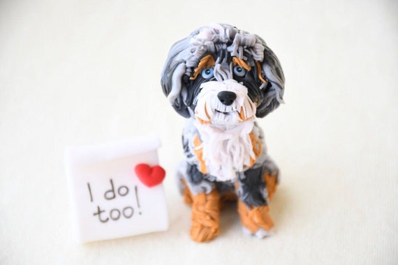 Merle Dearg Aussiedoodle