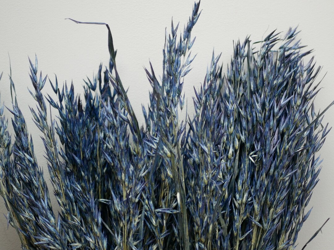 Oat Stems Dried Navy Blue Oats / Dried Avena Oats / Dried Flowers ...