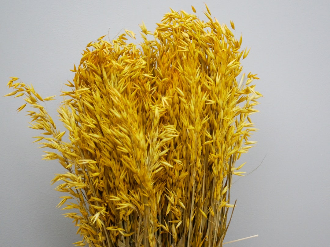 Oat Stems Dried Yellow Oats / Dried Avena Oats / Dried Flowers / Rustic ...