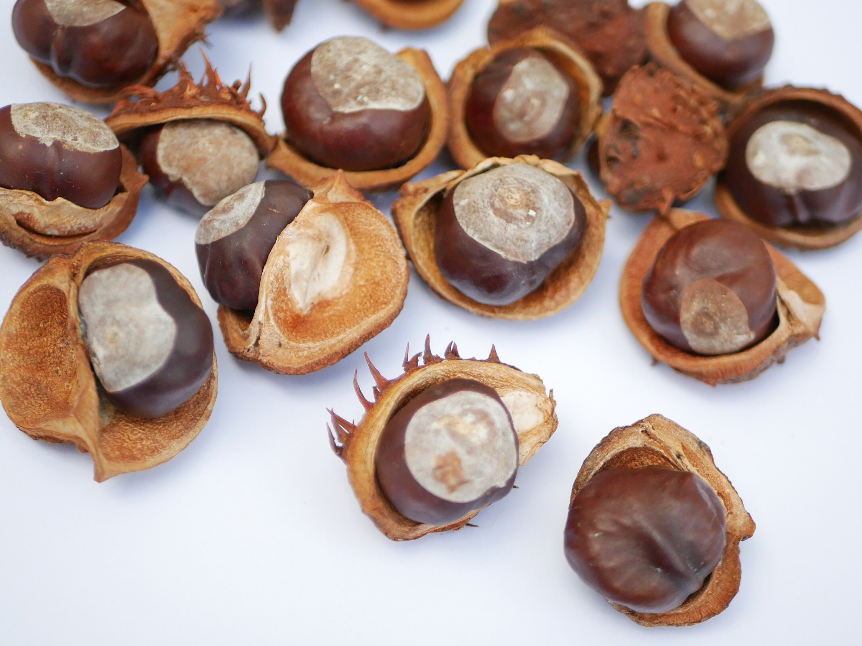 Dried Conkers Conkers in Shells ,dried Natural Conkers Nuts,fall ...