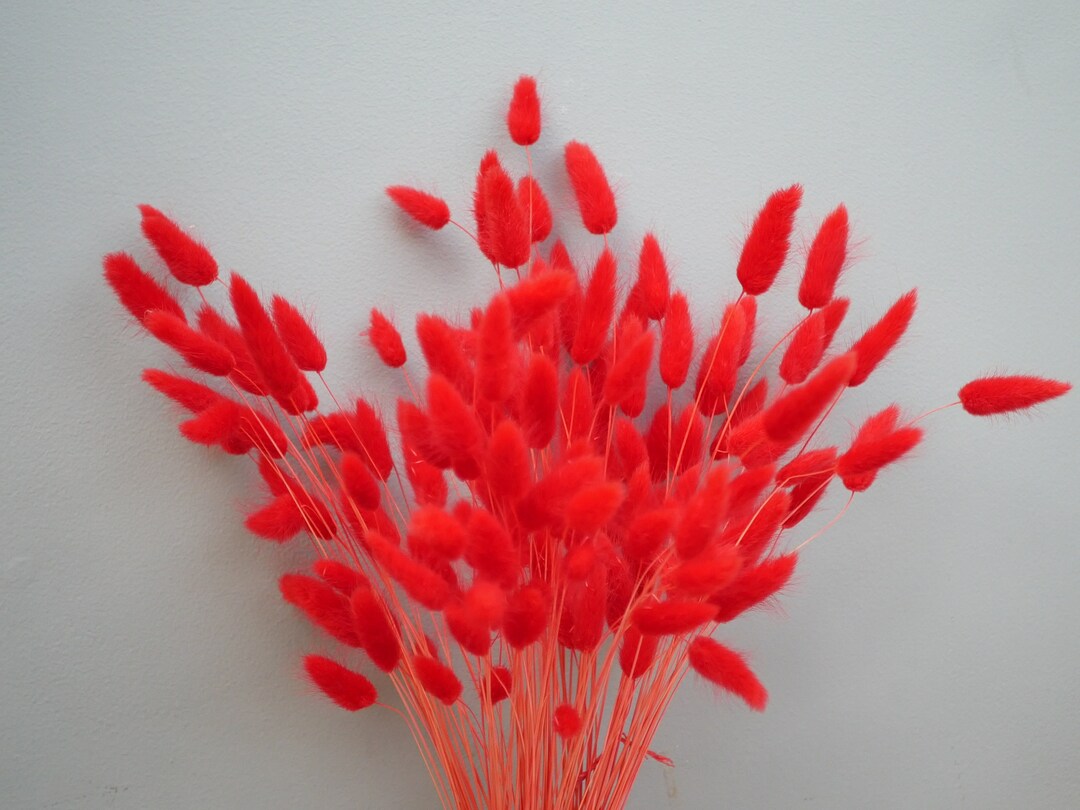 Bunny Tails in Deep Red Colour Dried Flowers Rustic Home Decor French ...