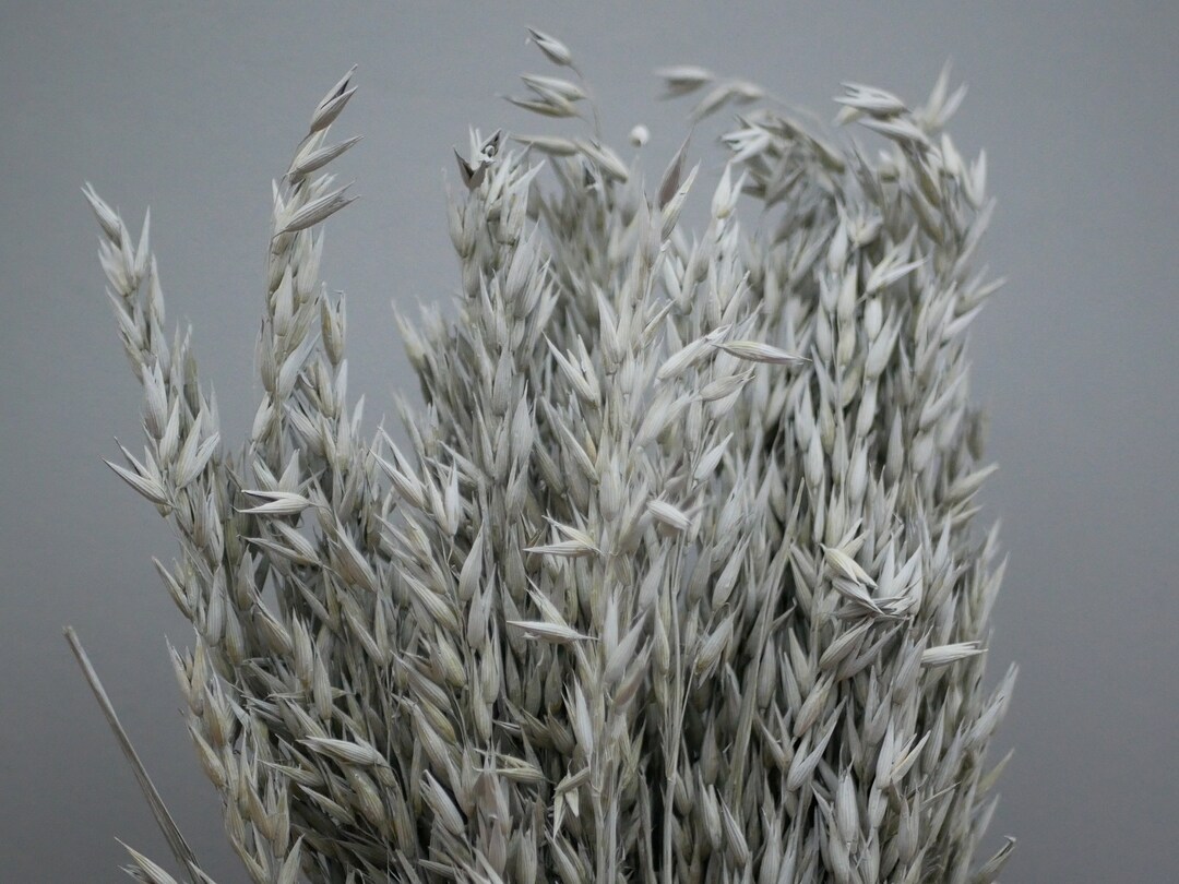 Oat Stems Dried Grey Oats / Dried Avena Oats / Dried Flowers / Rustic ...