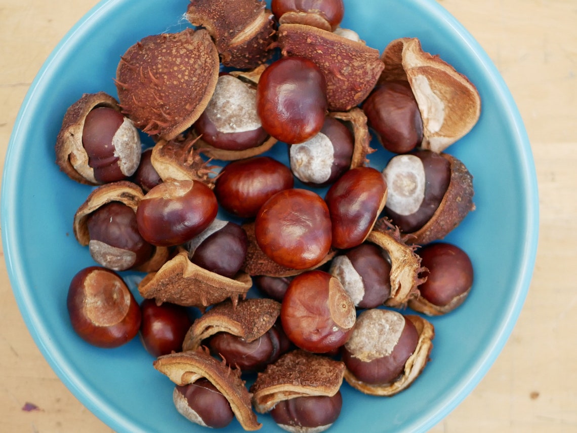 Dried Conkers Conkers in Shells ,dried Natural Conkers Nuts,fall ...