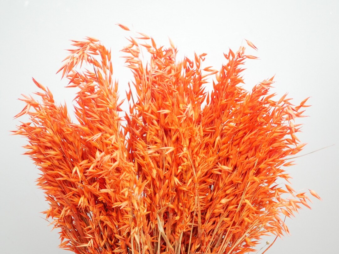 Oat Stems Dried Burnt Orange Oats / Dried Avena Oats / Dried Flowers ...