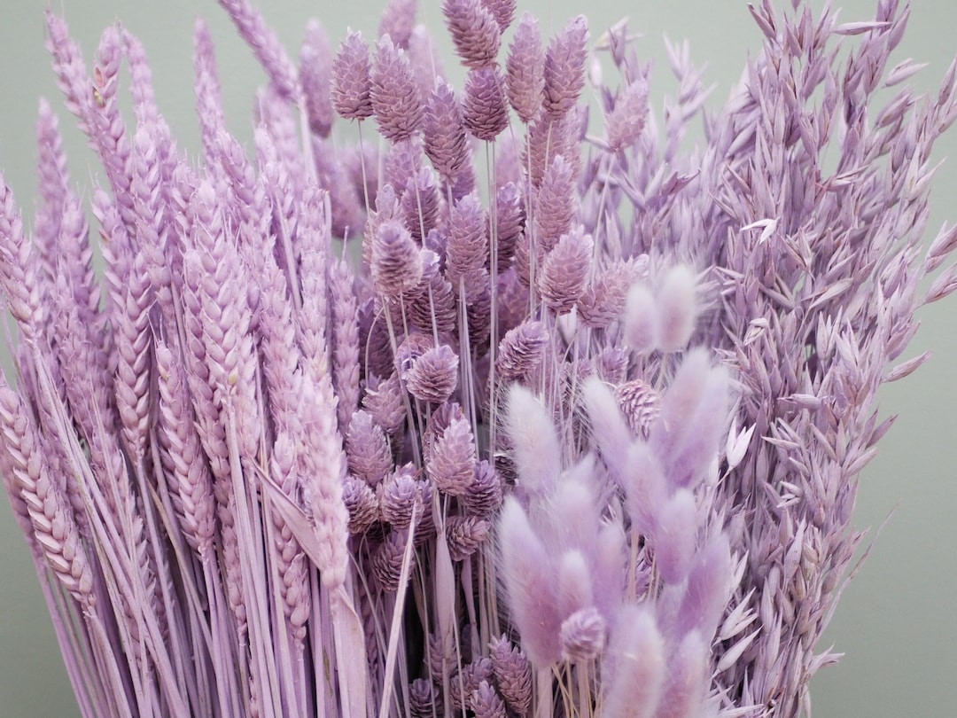 Mix of 4 Dried Misty Lilac Wheat Stems/ Canary Grass /oat Dried Grass ...