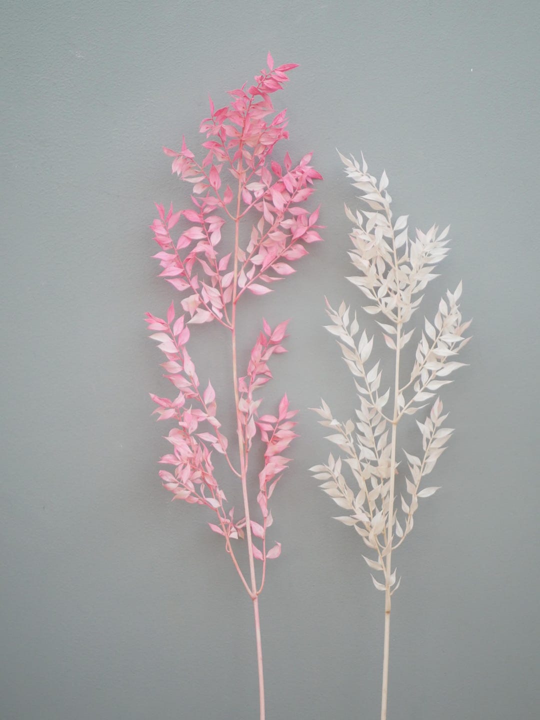 Ruscus Bleached White Preserved/ Dried Flowers | Rustic Home Wedding - Etsy