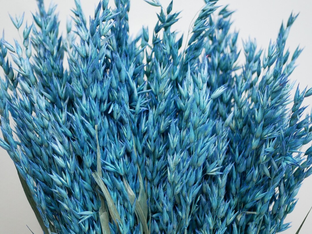 Oat Stems Dried Dark Blue Oats / Dried Avena Oats / Dried Flowers ...