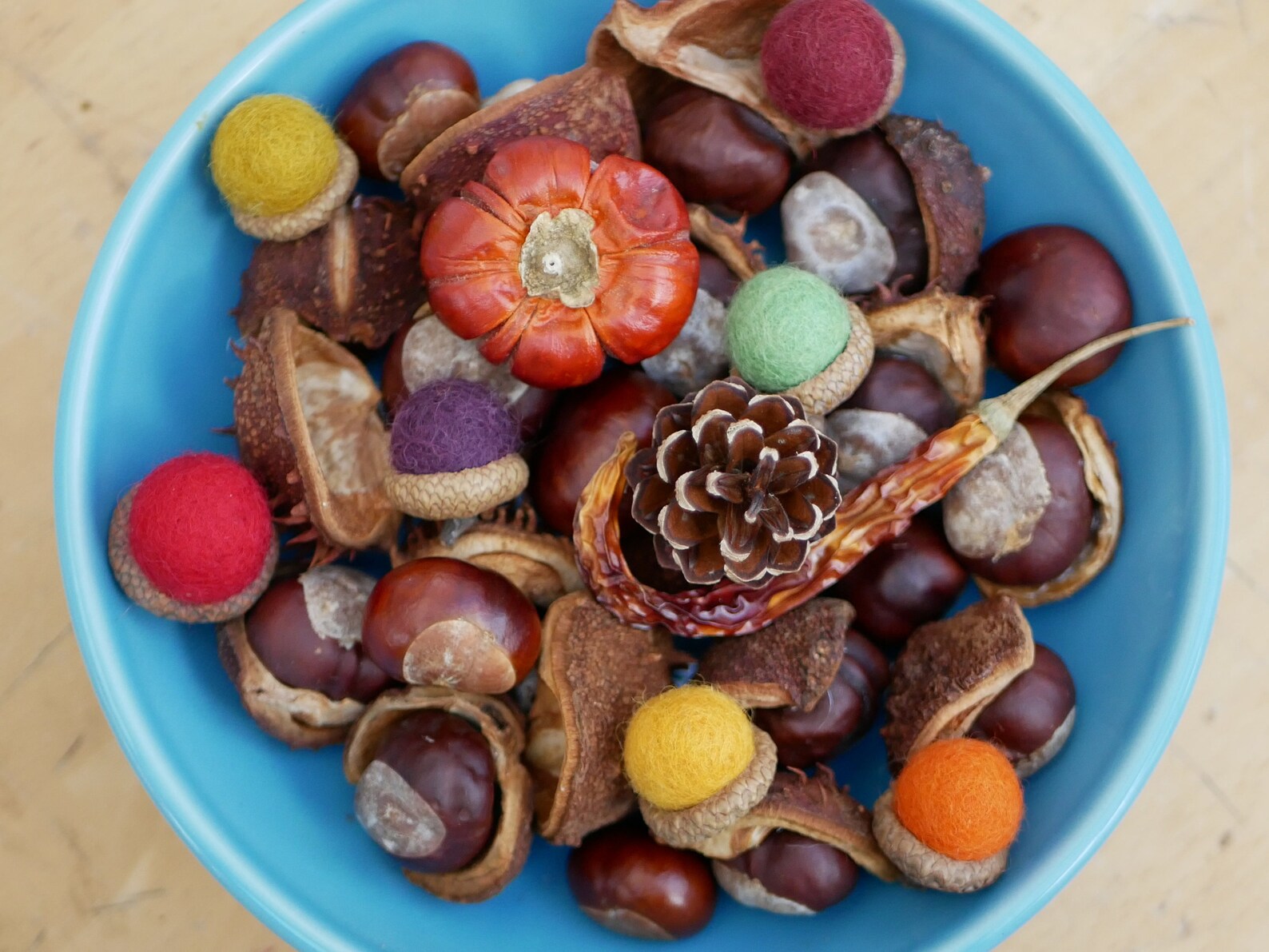 Dried Conkers Conkers in Shells ,dried Natural Conkers Nuts,fall ...