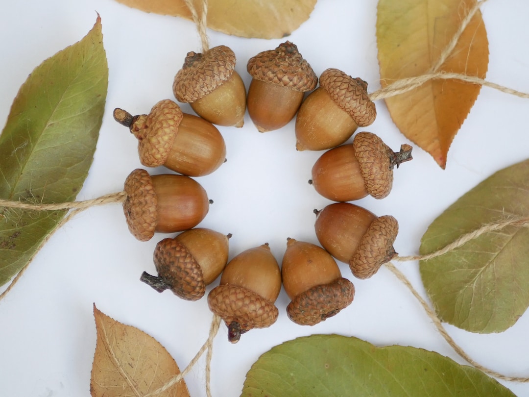 Dried Acorns With Hangers Brown Acorns Christmas Tree Decor,fall Decor ...