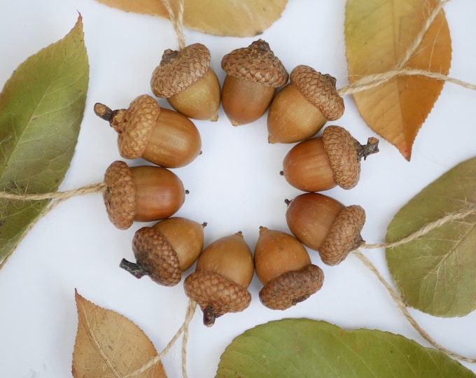 Mini Acorn Heads X 18 - Etsy