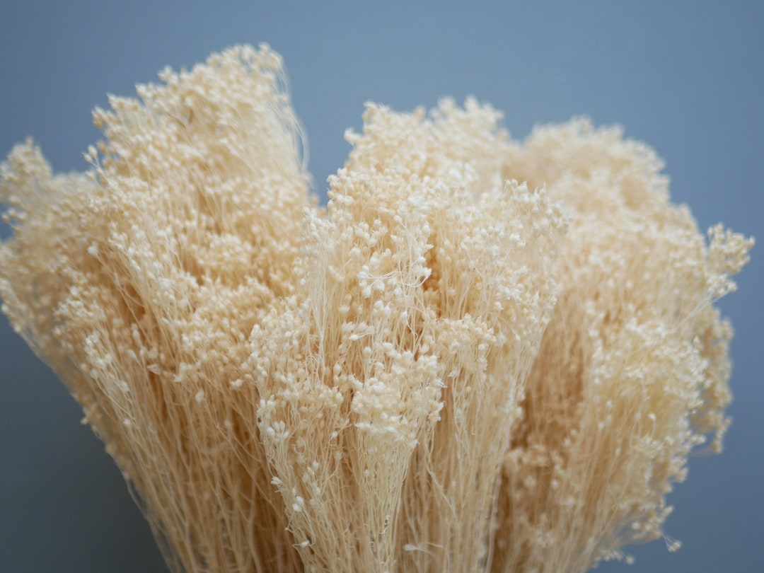 Broom Ivory/cream/ Dried Flowers | Rustic Home Wedding - Etsy UK