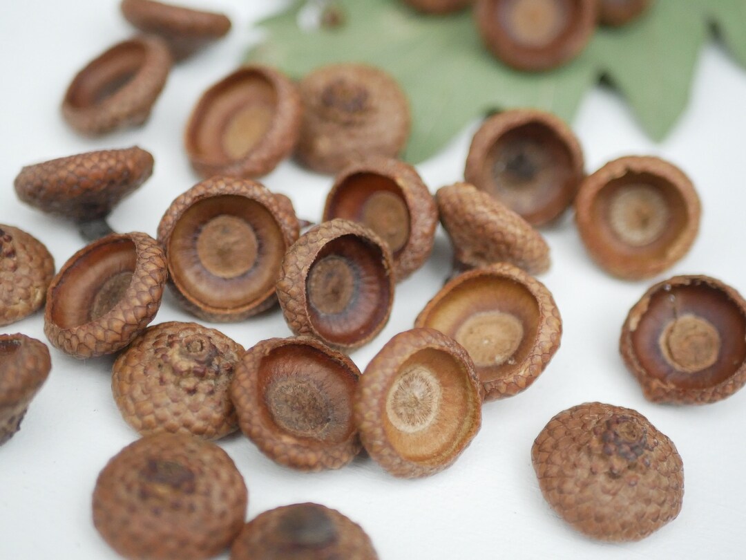 Small Medium Large Acorn Cups Dried Natural Acorn Cups Nuts,real Acorn ...