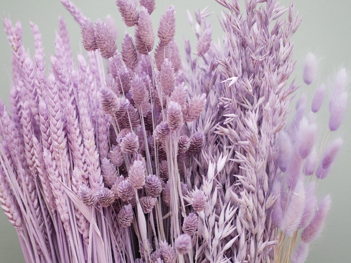 Mix of 4 Dried Misty Lilac Wheat Stems/ Canary Grass /oat Dried Grass ...