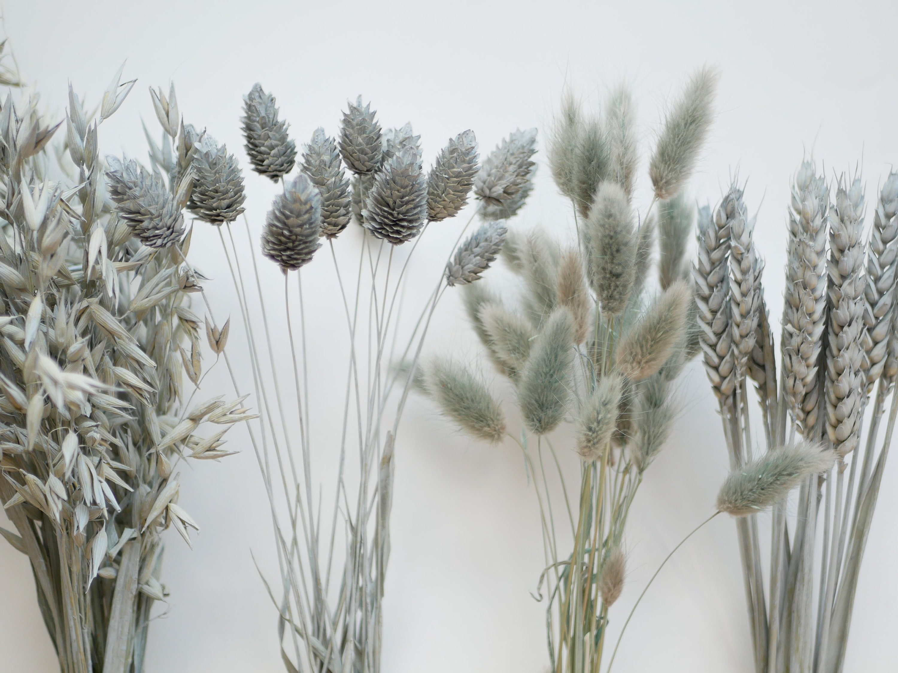 Mix of 4 Dried Grey Wheat Stems Canary Grass and Oat Dried Grass /bunny ...