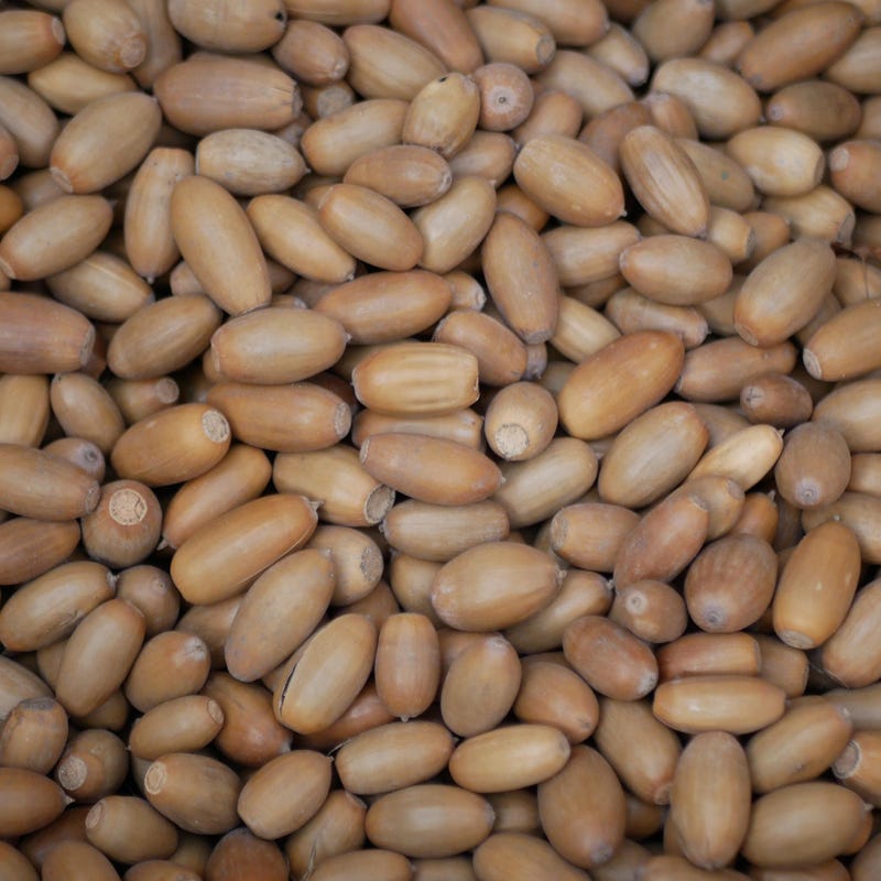 Bucket of Acorns - Etsy