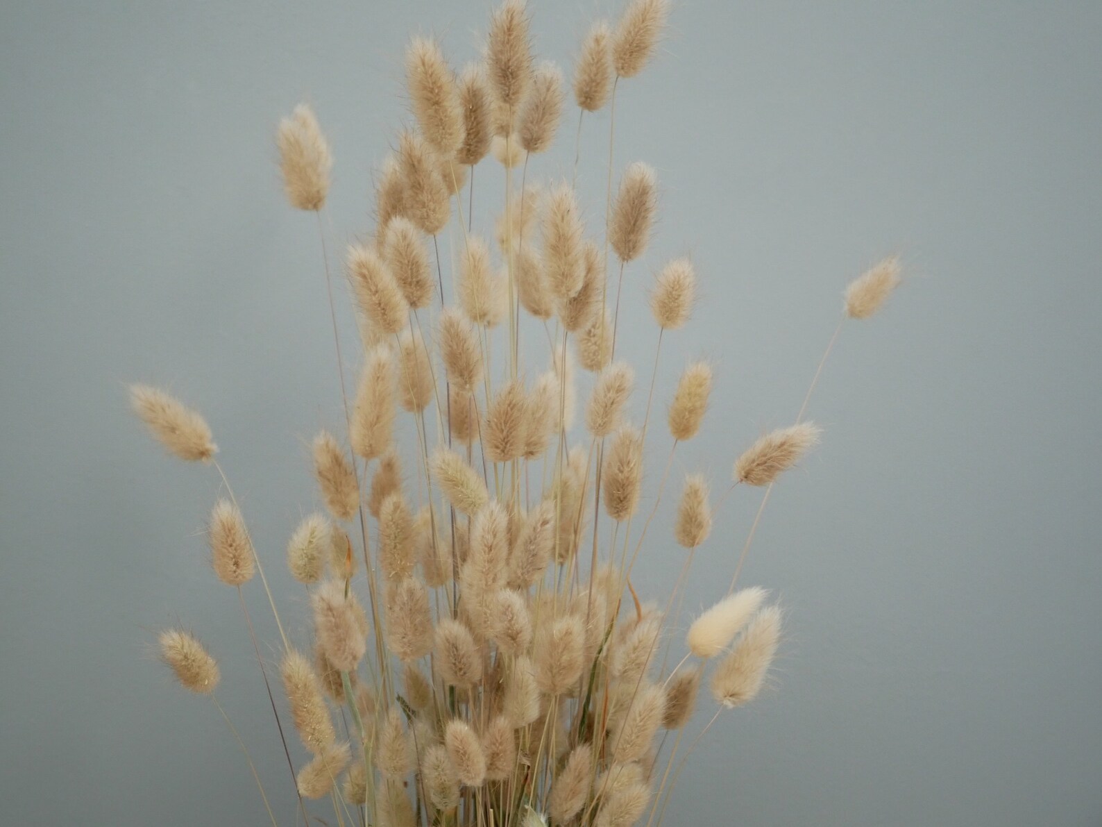 Bunny Tails Dried Flowers Rustic Home Decor Ecru Ivory Teal - Etsy