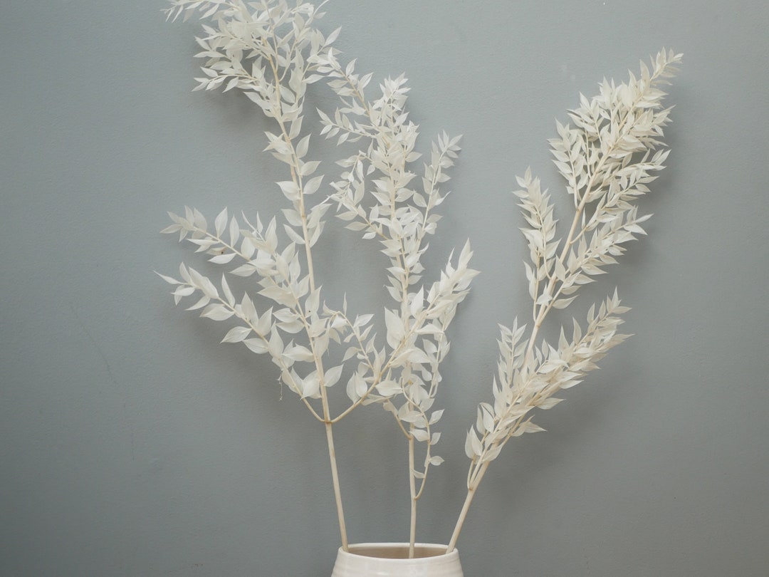 Ruscus Bleached White Preserved/ Dried Flowers | Rustic Home Wedding - Etsy