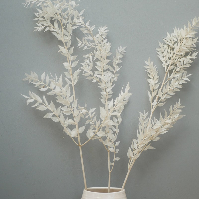 Ruscus Preserved - Etsy