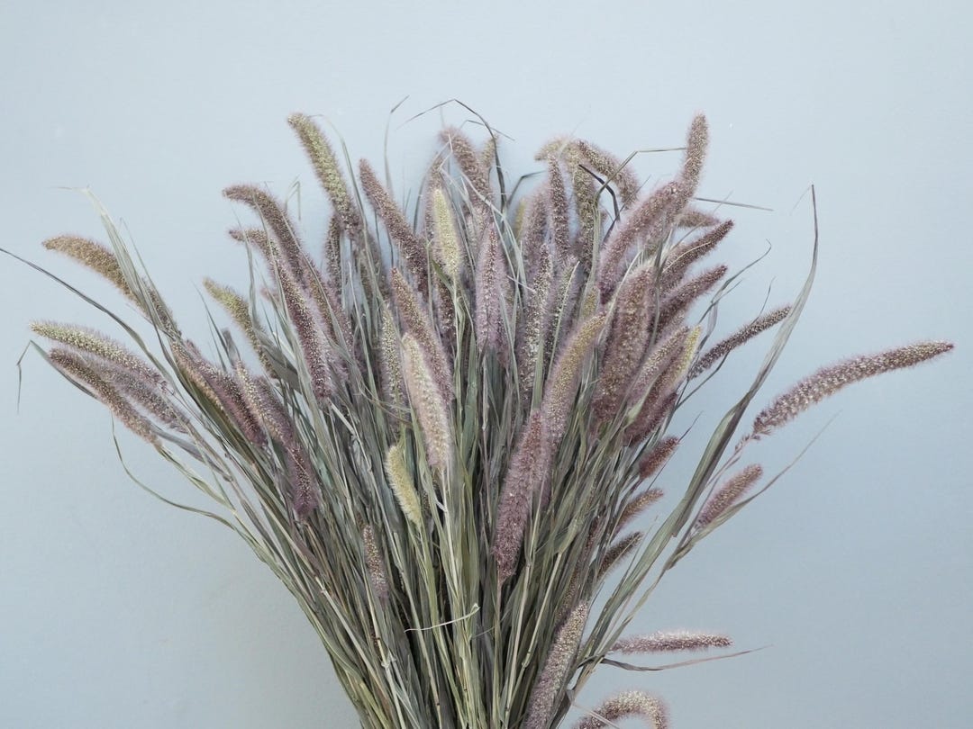 Setaria Pendula, Natural Shades, Dried (foxtail Millet) Dried Flowers ...