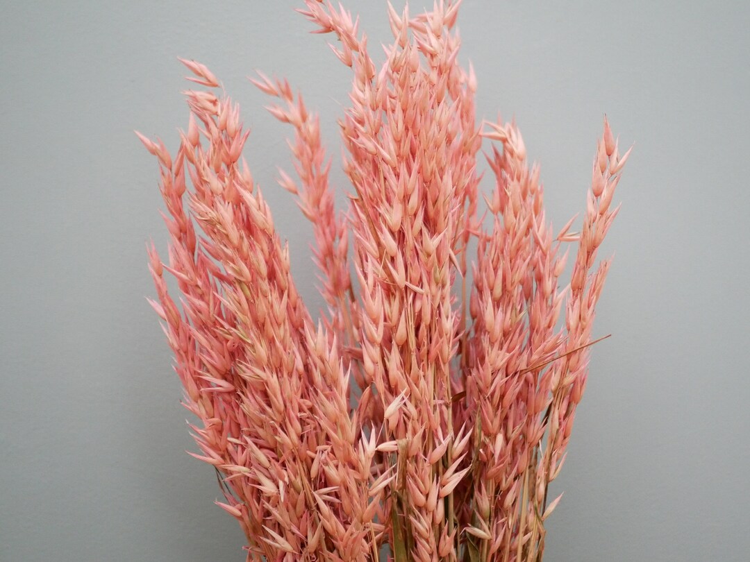 Oat Stems Dried Pink Oats / Dried Avena Oats / Dried Flowers / Rustic ...