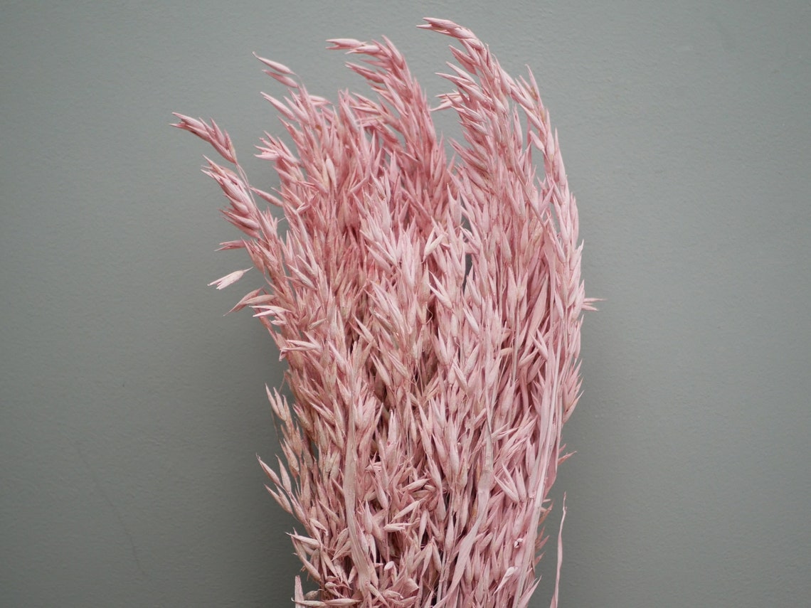 Oat Stems Dried Pink Oats / Dried Avena Oats / Dried Flowers / Rustic ...