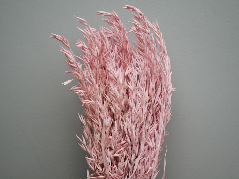 Oat Stems Dried Pink Oats / Dried Avena Oats / Dried Flowers / Rustic ...