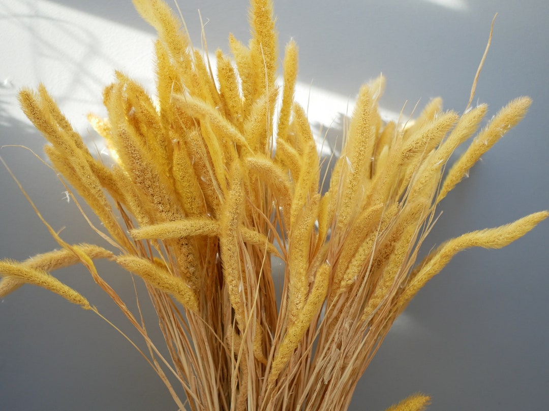 DRIED SETARIA - Pale Yellow Grass- Cream / Dried Flowers | Rustic Home ...